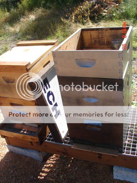 How I plan on overwintering 40 mating nucs on mini frames | Beesource Beekeeping Forums